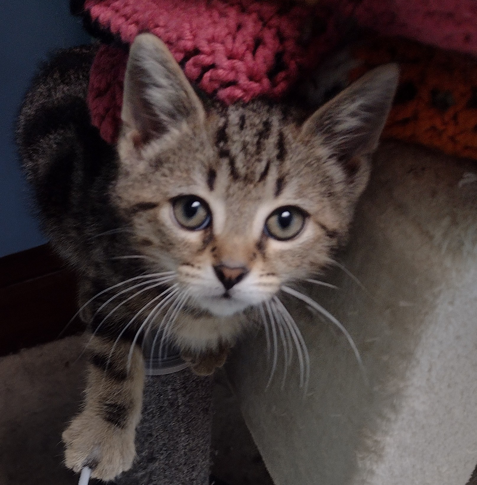 Leila Is WSCR Cat Of Week | News, Sports, Jobs - Post Journal